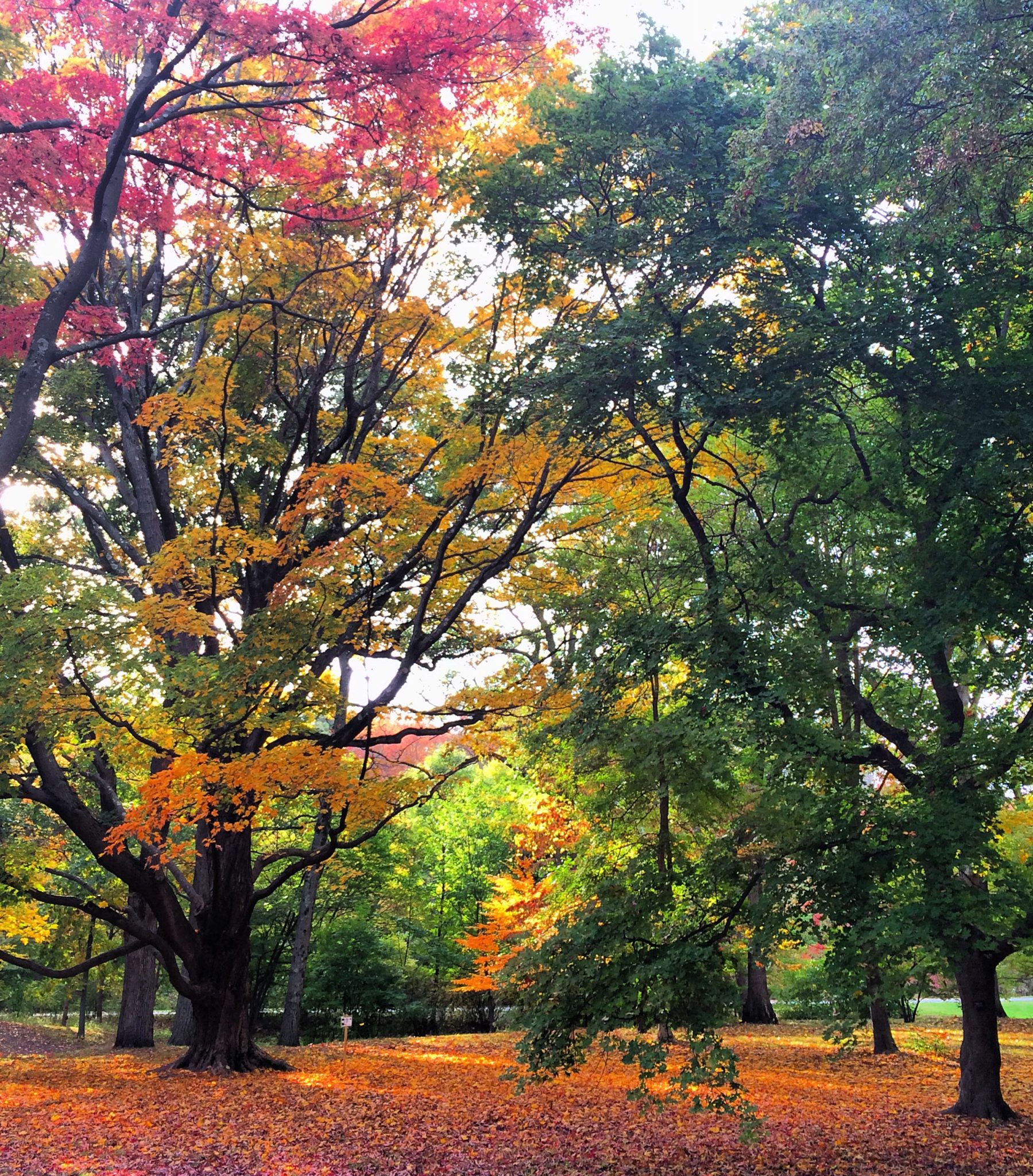 Fall into Fall with the Nutty Apple Crumble - True Nature Travels